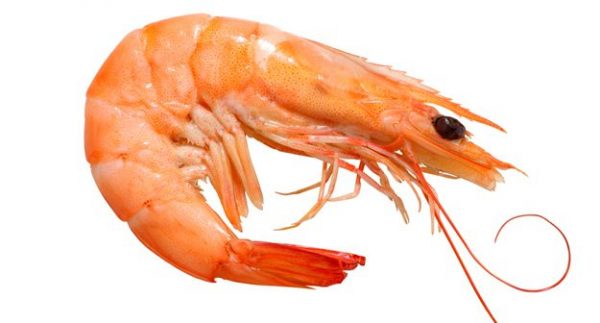 Gamba | Gamba | Prawn | Aristeus antennatus - Llotjavilanova
