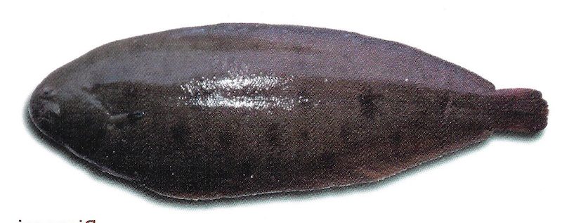 Llenguado | Espècies | Llotja Vilanova i la Geltrú